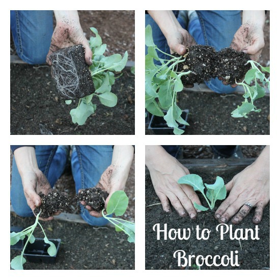 How To Grow Broccoli {start To Finish} One Hundred Dollars A Month