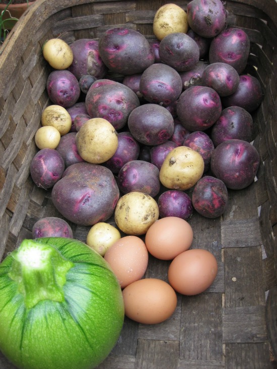 How to Grow Purple Viking Potatoes - One Hundred Dollars a Month