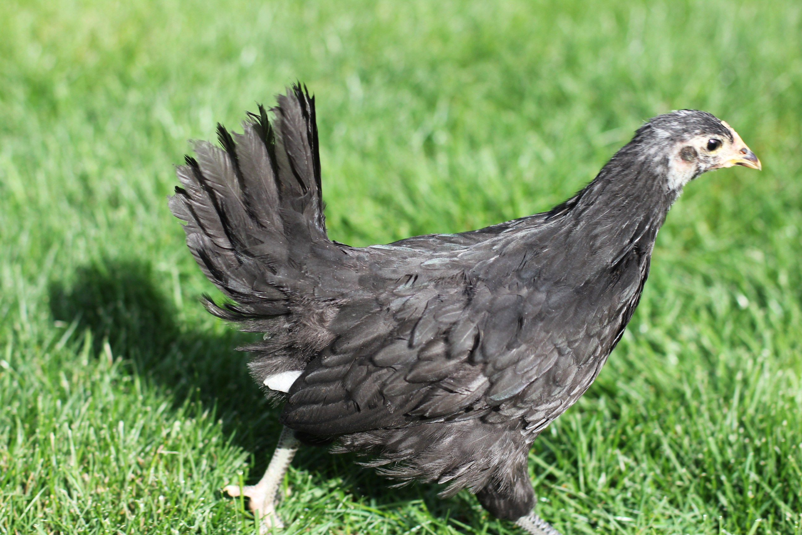 Raising Backyard Chickens As Pets - One Hundred Dollars a Month