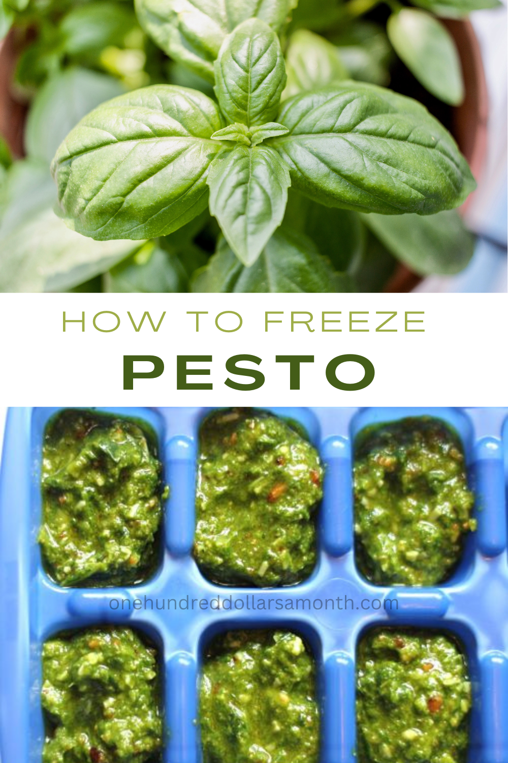 How to Freeze Pesto - One Hundred Dollars a Month