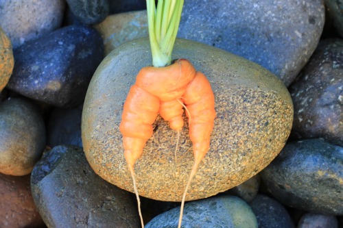 Mavis Garden Blog - What Causes Mutant Carrots? - One Hundred Dollars a ...