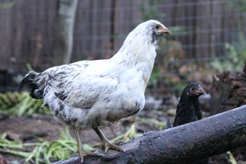 Raising Backyard Chickens - 3 Month Check Up - One Hundred Dollars a Month