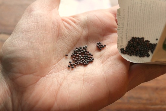 How to Grow Cabbage {Start to Finish} - One Hundred Dollars a Month