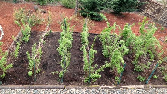 Backyard Gardening - Thinning Out Raspberry Canes - One Hundred Dollars ...