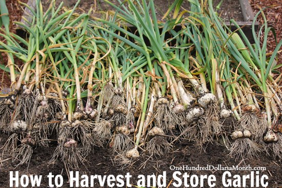 How to Harvest and Store Garlic - One Hundred Dollars a Month How to Harvest and Store Garlic - One Hundred Dollars a Month
