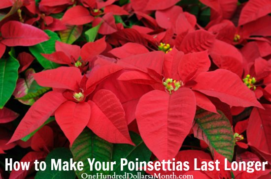 How To Make Your Poinsettias Last Longer One Hundred Dollars A Month