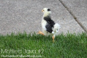 Free Peep Show - See Hot Chicks! - One Hundred Dollars a Month