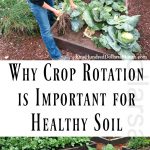 Why Crop Rotation is Important for Healthy Soil Archives - One Hundred ...