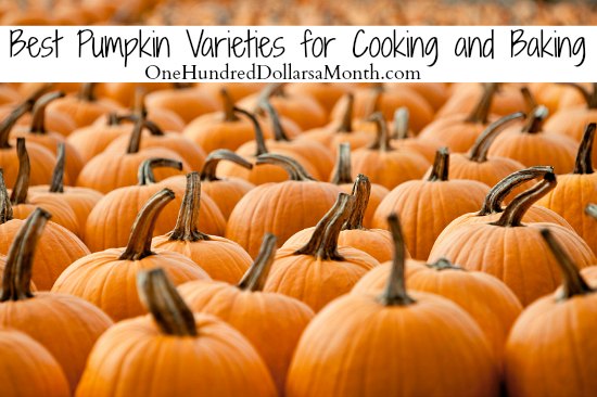 Best Pumpkin Varieties For Cooking And Baking One Hundred Dollars A Month best-pumpkin-varieties-for-cooking-and-baking-one-hundred-dollars-a-month