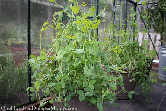 Container Gardening Sugar Snap Peas | Fasci Garden