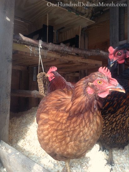 DIY Homemade Flock Blocks For Chickens - One Hundred Dollars a Month