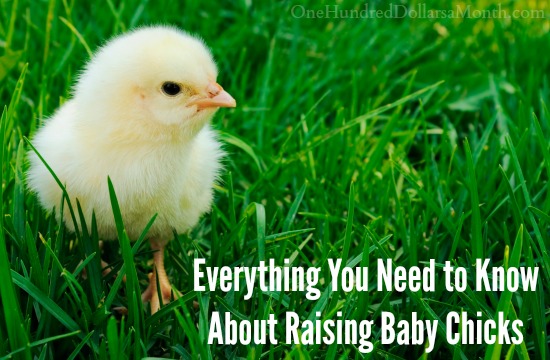Everything You Need To Know About Raising Baby Chicks One Hundred