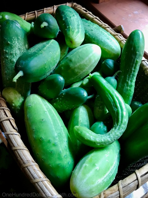 10 Fun Facts About Cucumbers! - One Hundred Dollars a Month