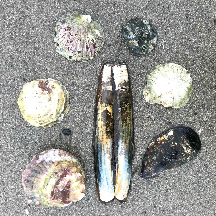 razor neck clam shells - One Hundred Dollars a Month