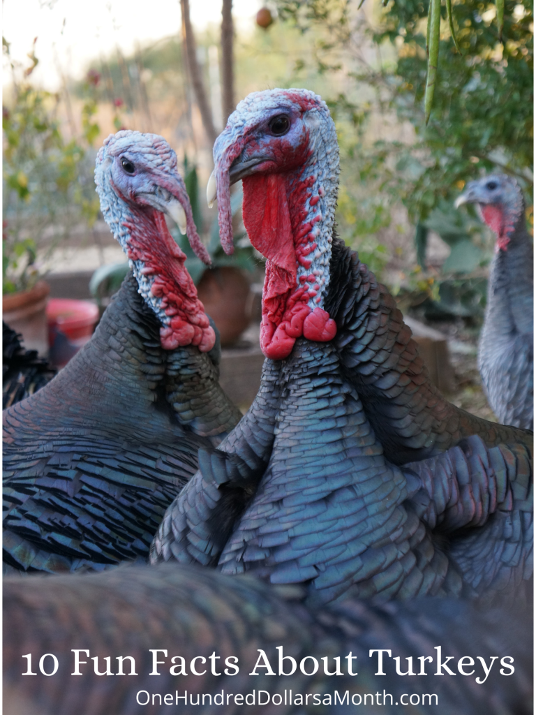 10 Fun Facts About Turkeys - One Hundred Dollars a Month