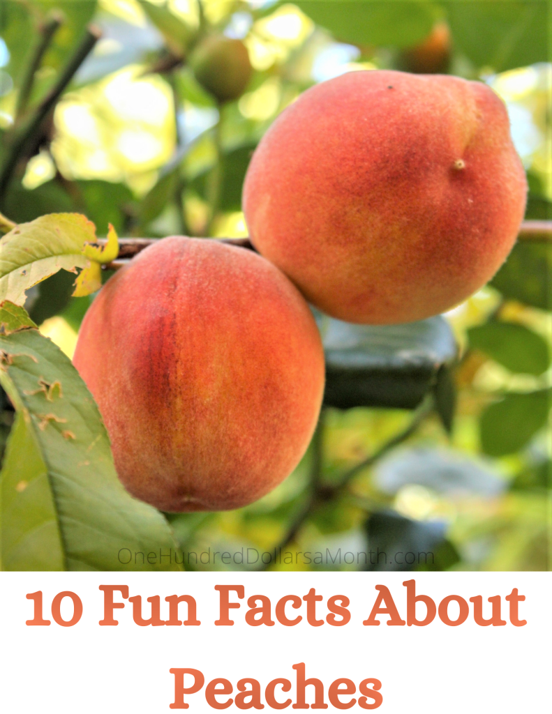 10 Fun Facts About Peaches - One Hundred Dollars a Month