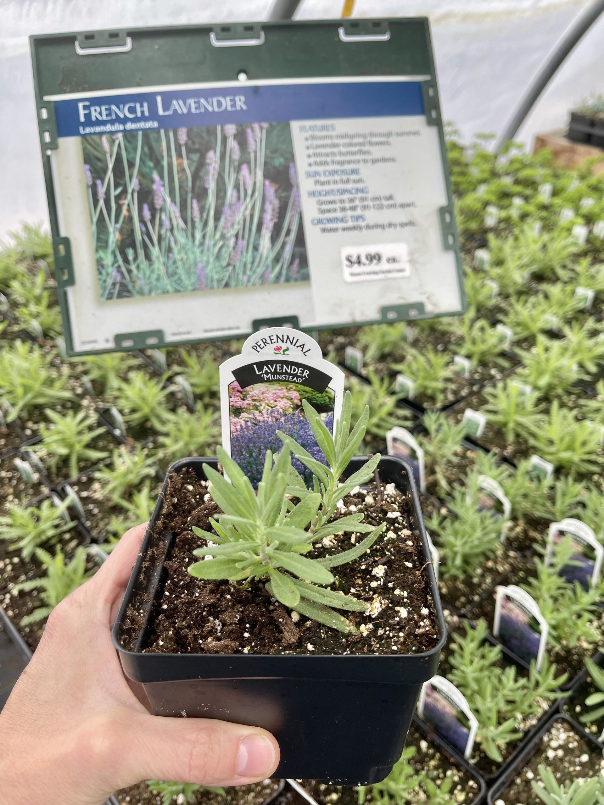 french lavender plant - One Hundred Dollars a Month